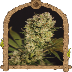 Candy Jungle Auto Strain ® Exotic Seed